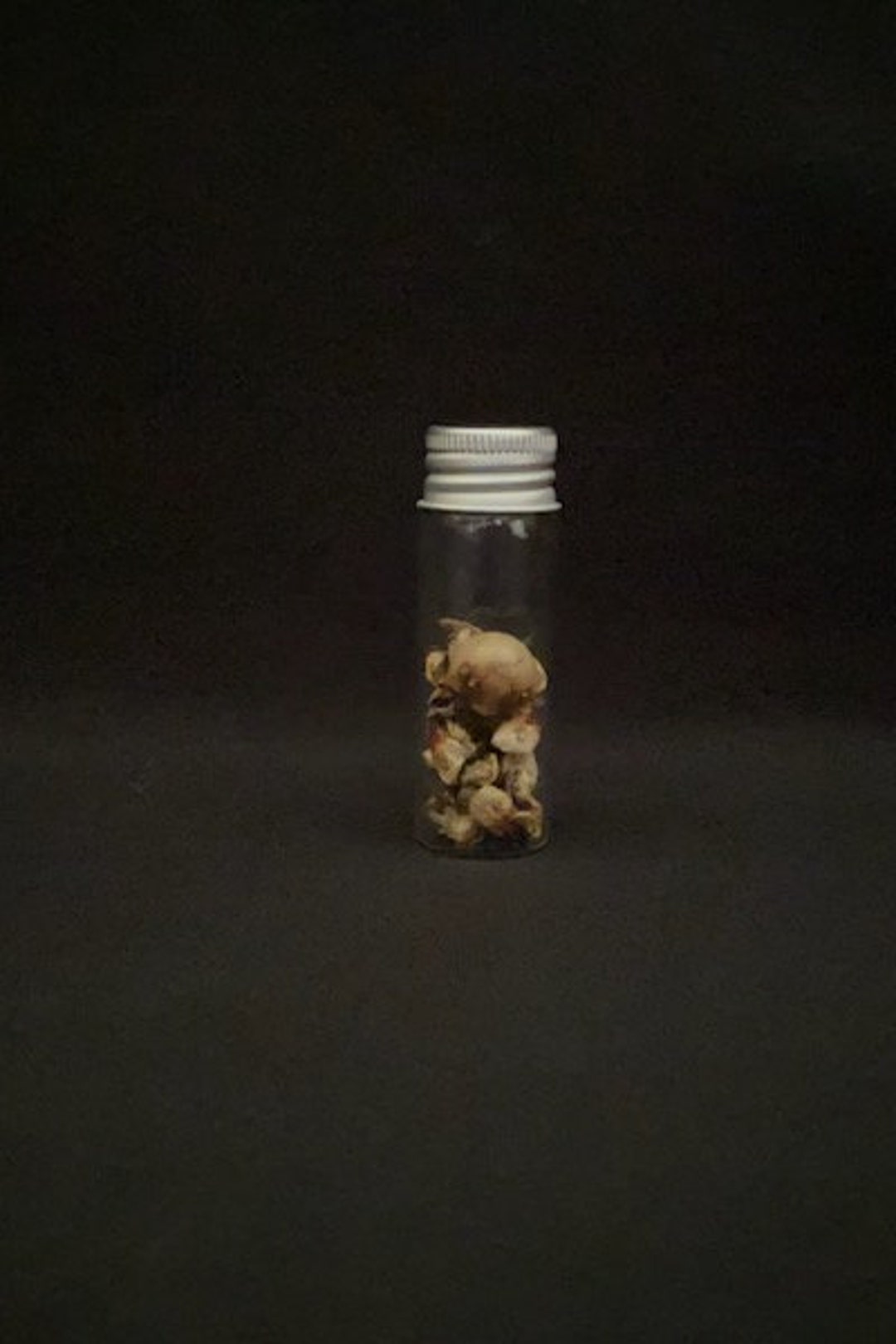 Real Bug Heads in Jar - Etsy