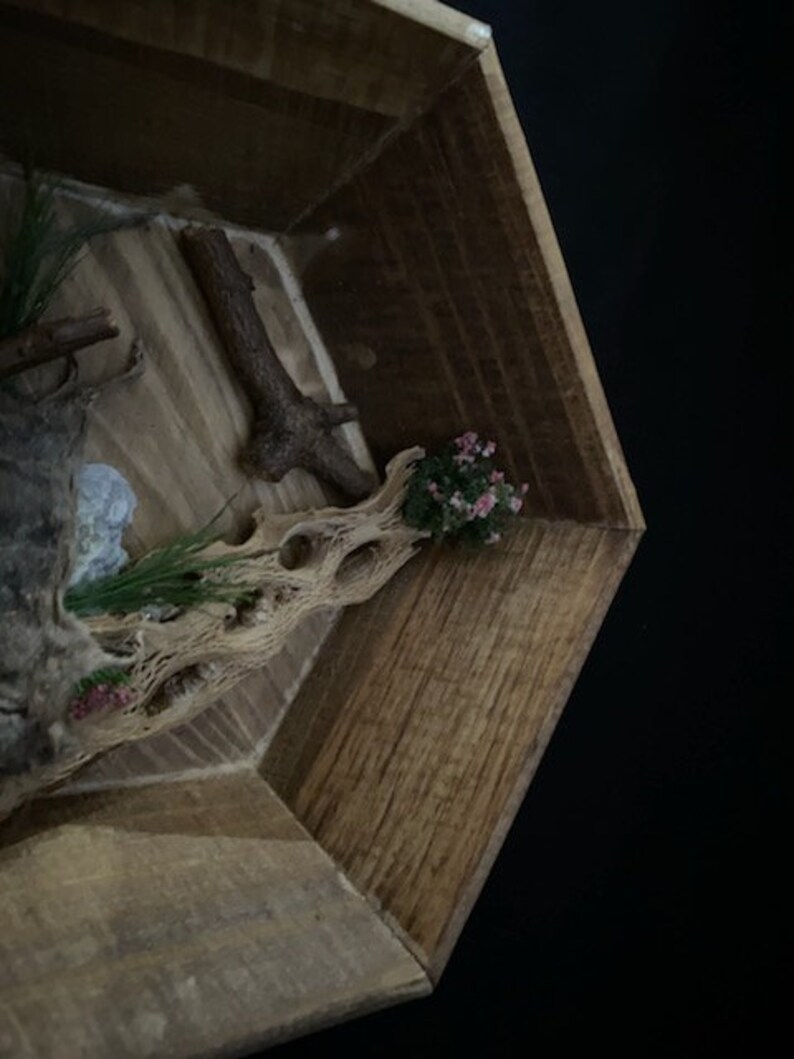 Real Mummified Mouse Shadow Box - Etsy
