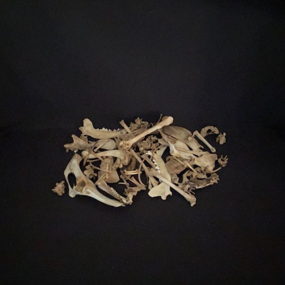 Real Set of Bones - Etsy