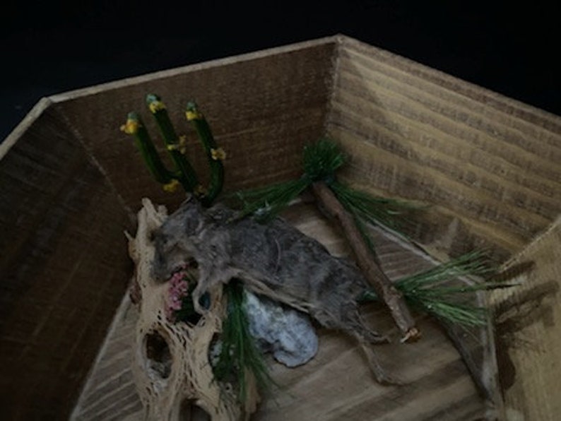 Real Mummified Mouse Shadow Box - Etsy