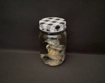 Preserved Budgie Wet Specimen - Etsy