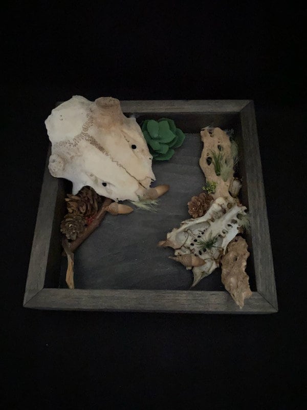Real Oddity Shadow Box - Etsy