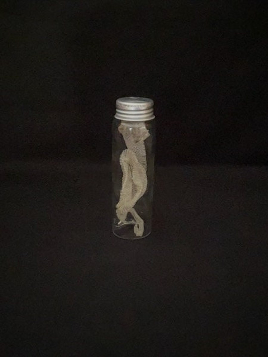 Real Jar of Snake Skin - Etsy