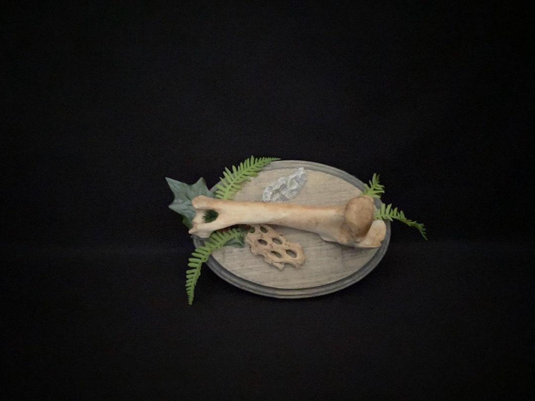 Real Texas Ram Leg Bone - Etsy