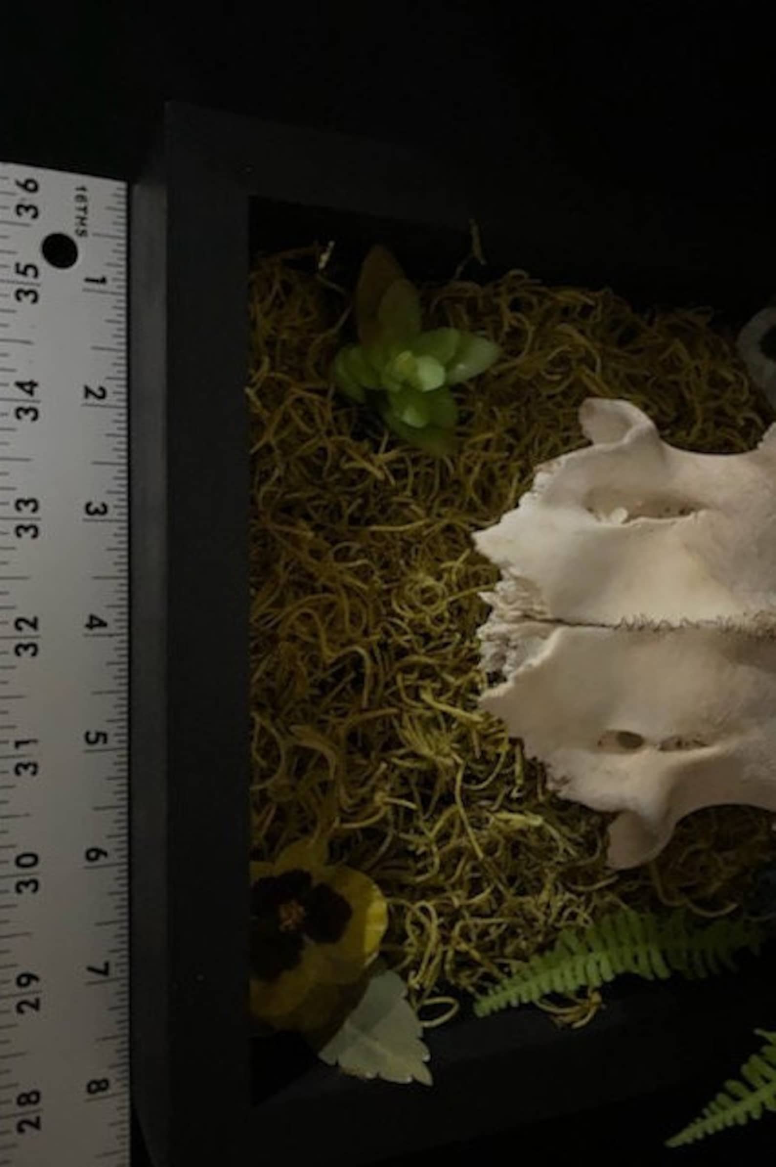 Skull Plate Shadow Box - Etsy