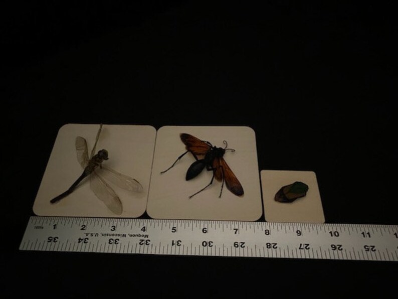 Real Dried Bugs on Plaque - Etsy