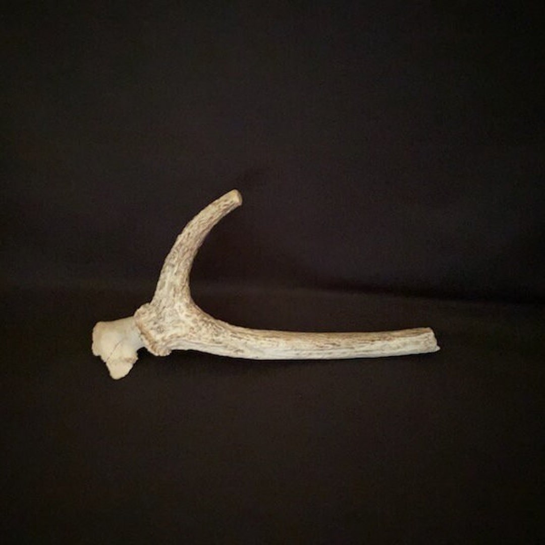Real Antler Found in TX - Etsy