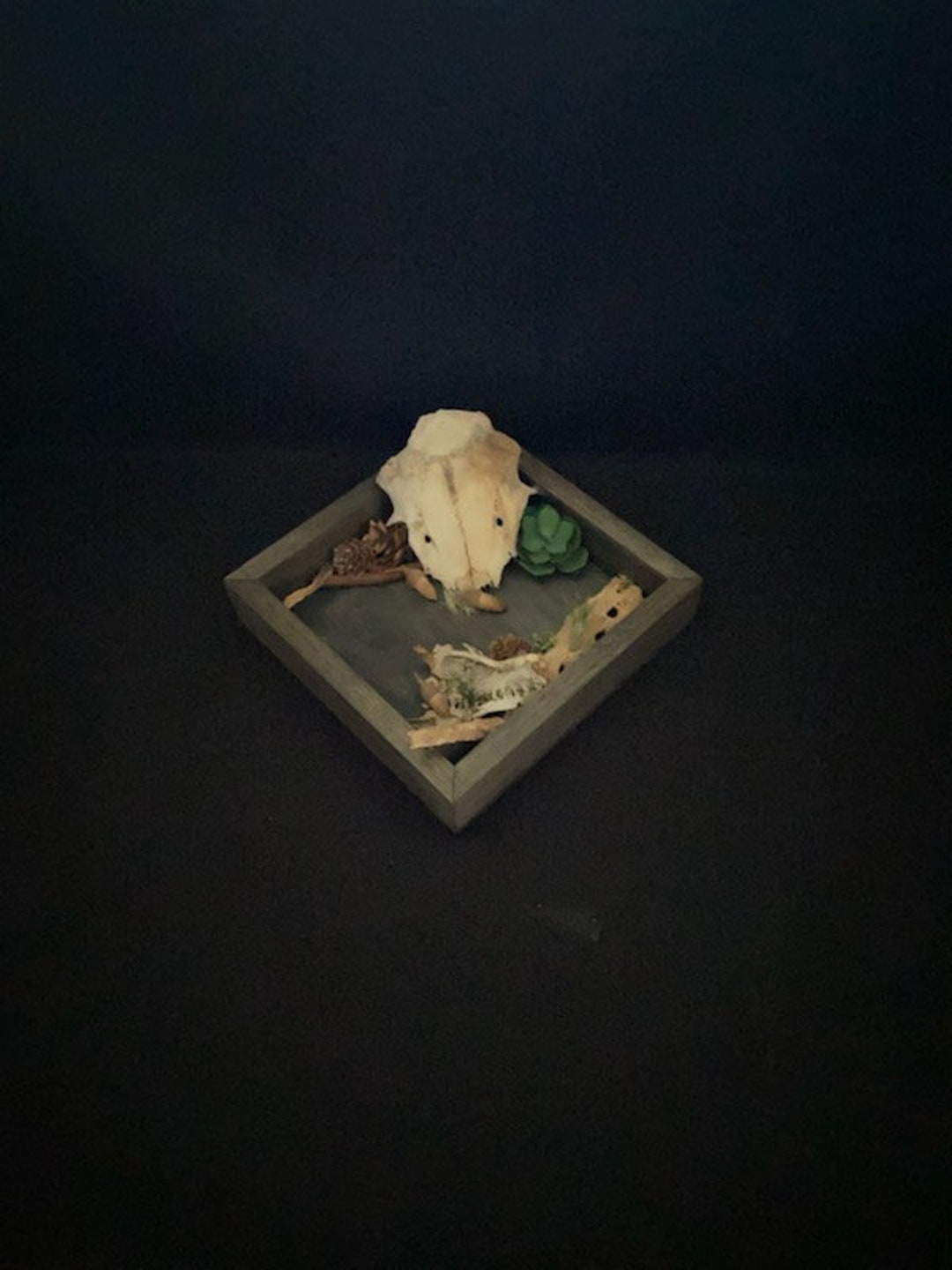 Real Oddity Shadow Box - Etsy