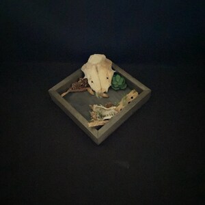 Real Oddity Shadow Box - Etsy