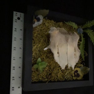 Skull Plate Shadow Box - Etsy