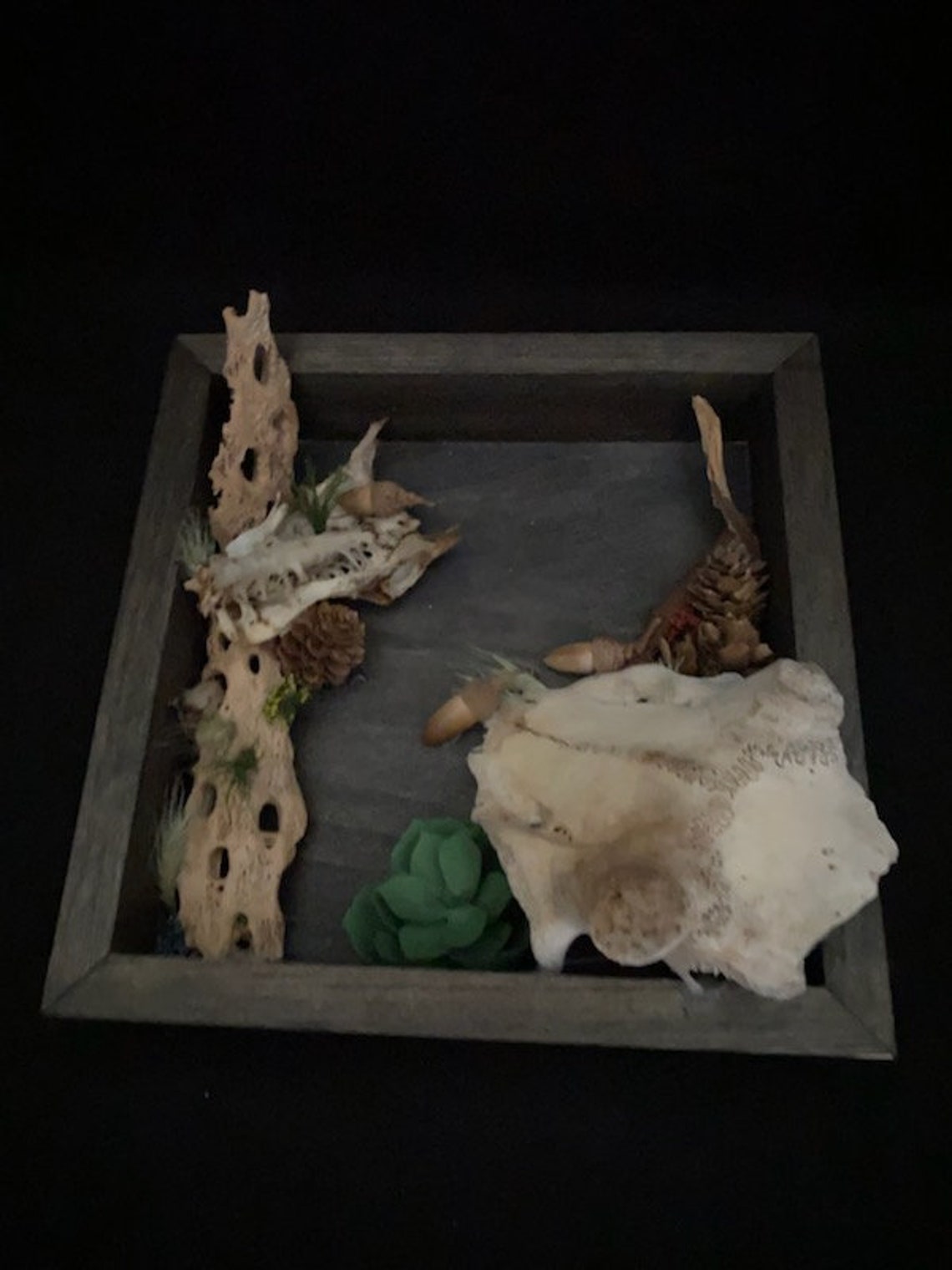 Real Oddity Shadow Box - Etsy