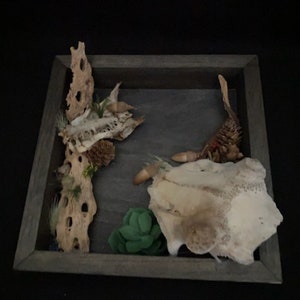 Real Oddity Shadow Box - Etsy