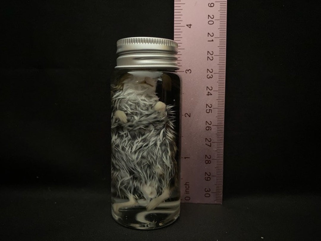 Wet Specimen NM Mouse - Etsy