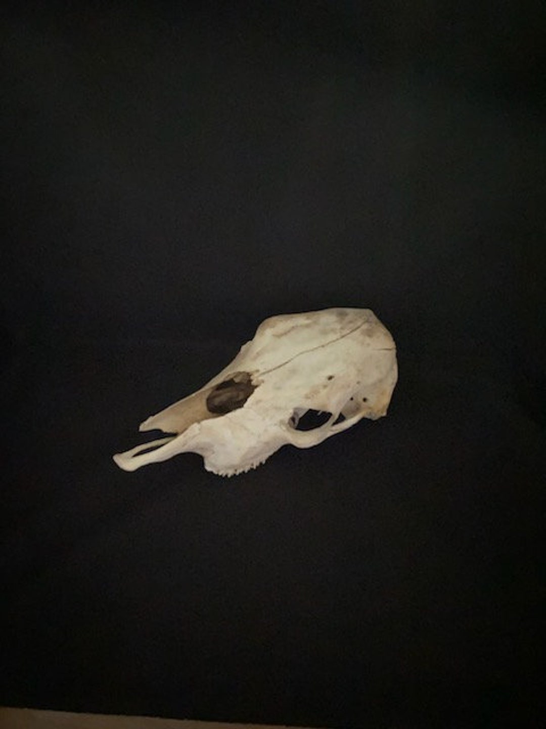 Real Texas Calf Skull - Etsy