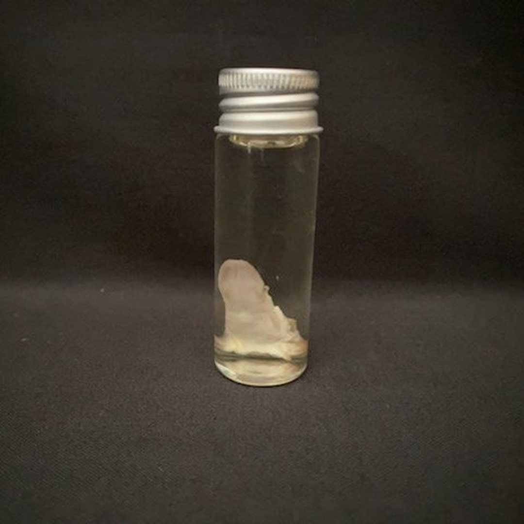 Real Wet Specimen Rat Tongue - Etsy