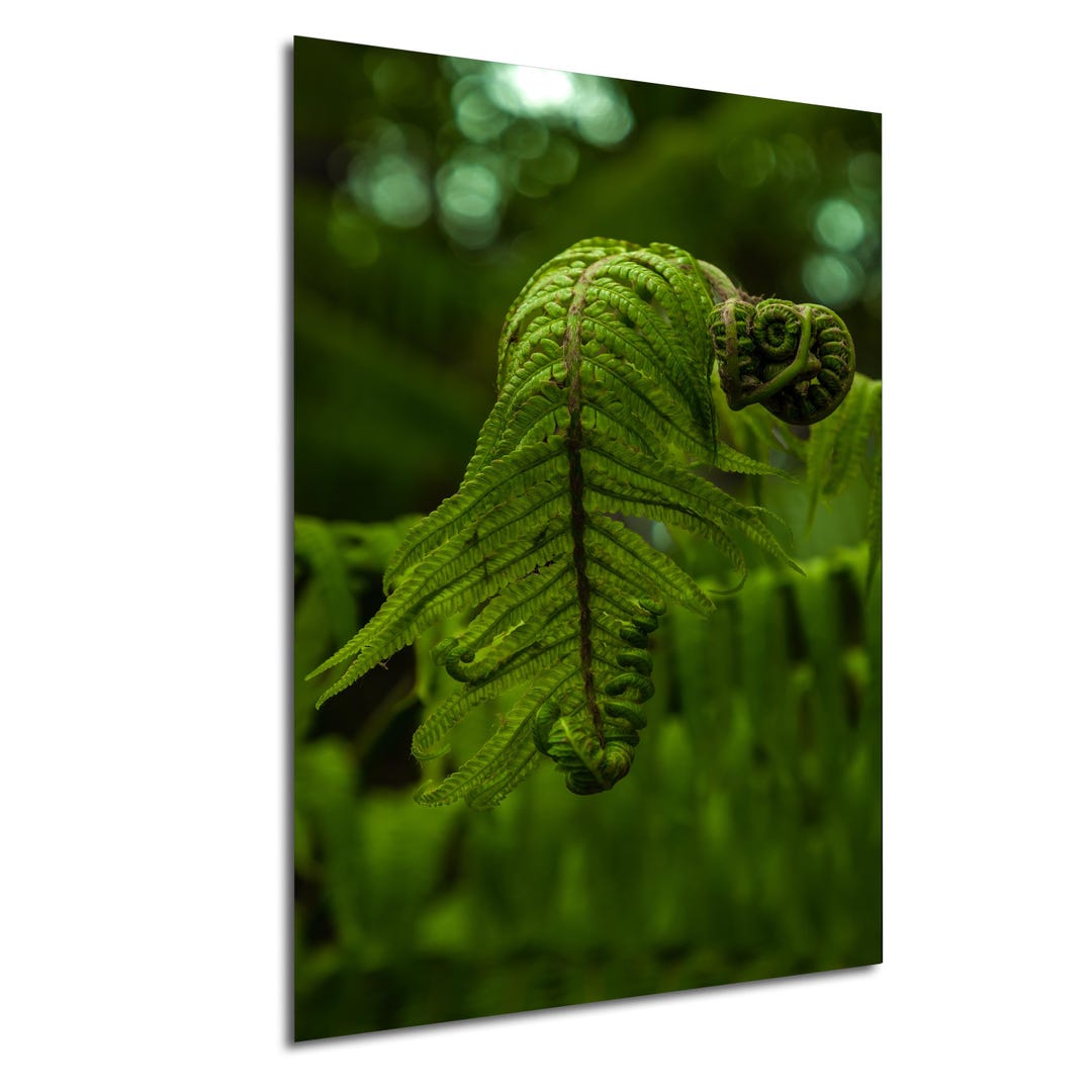 Fern Fiddlehead Print – Nature Photography Wall Art, Botanical Green ...
