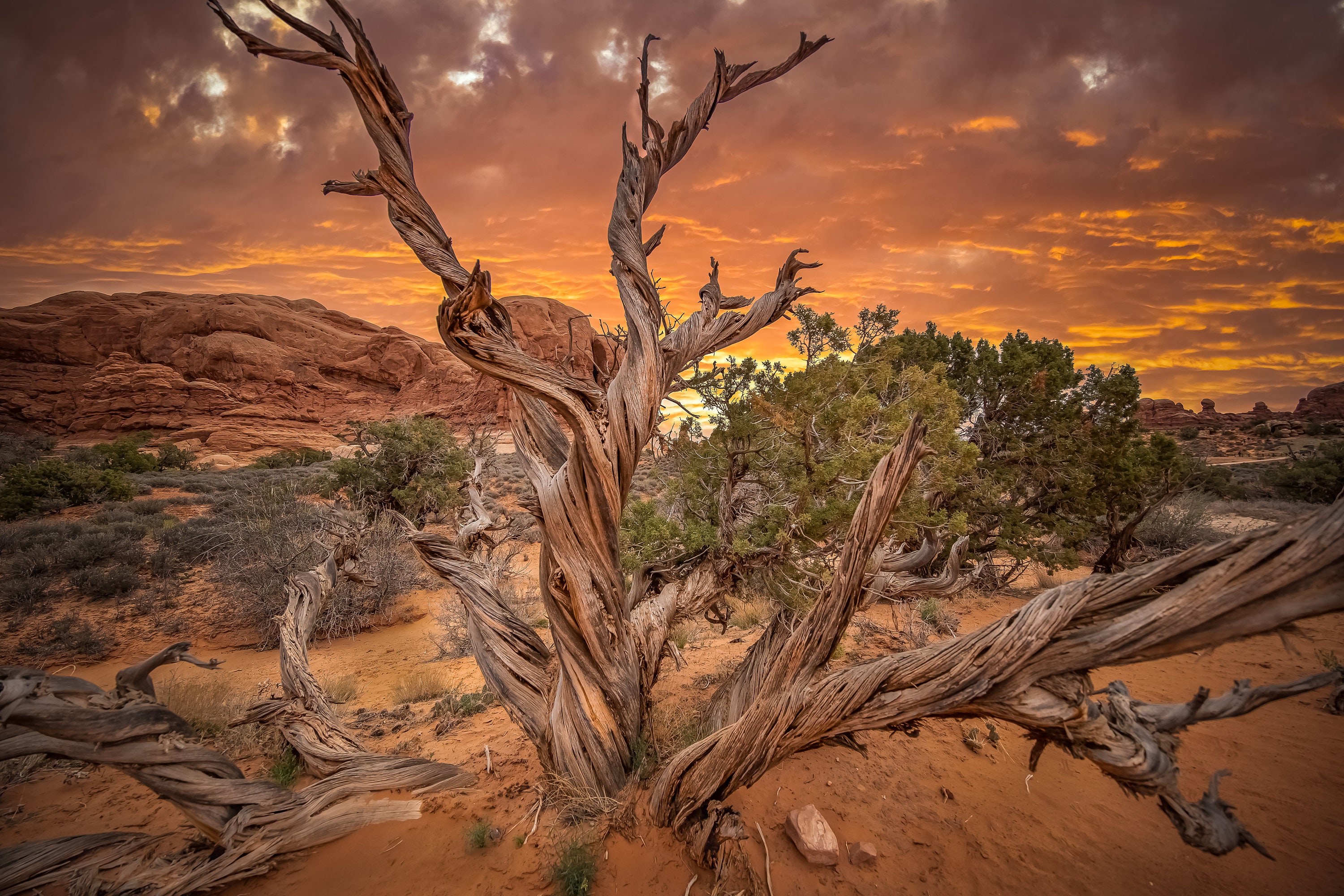 Dead Tree Sunset in Arches National Park Utah Fine Art Canvas/metal ...