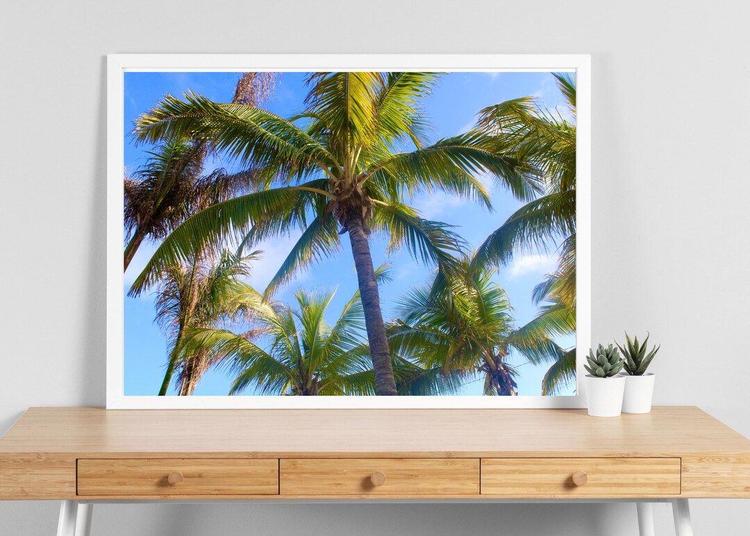 Palm Tree Wall Decor Canon Photography Wall Art Print Tampa Captures - Etsy