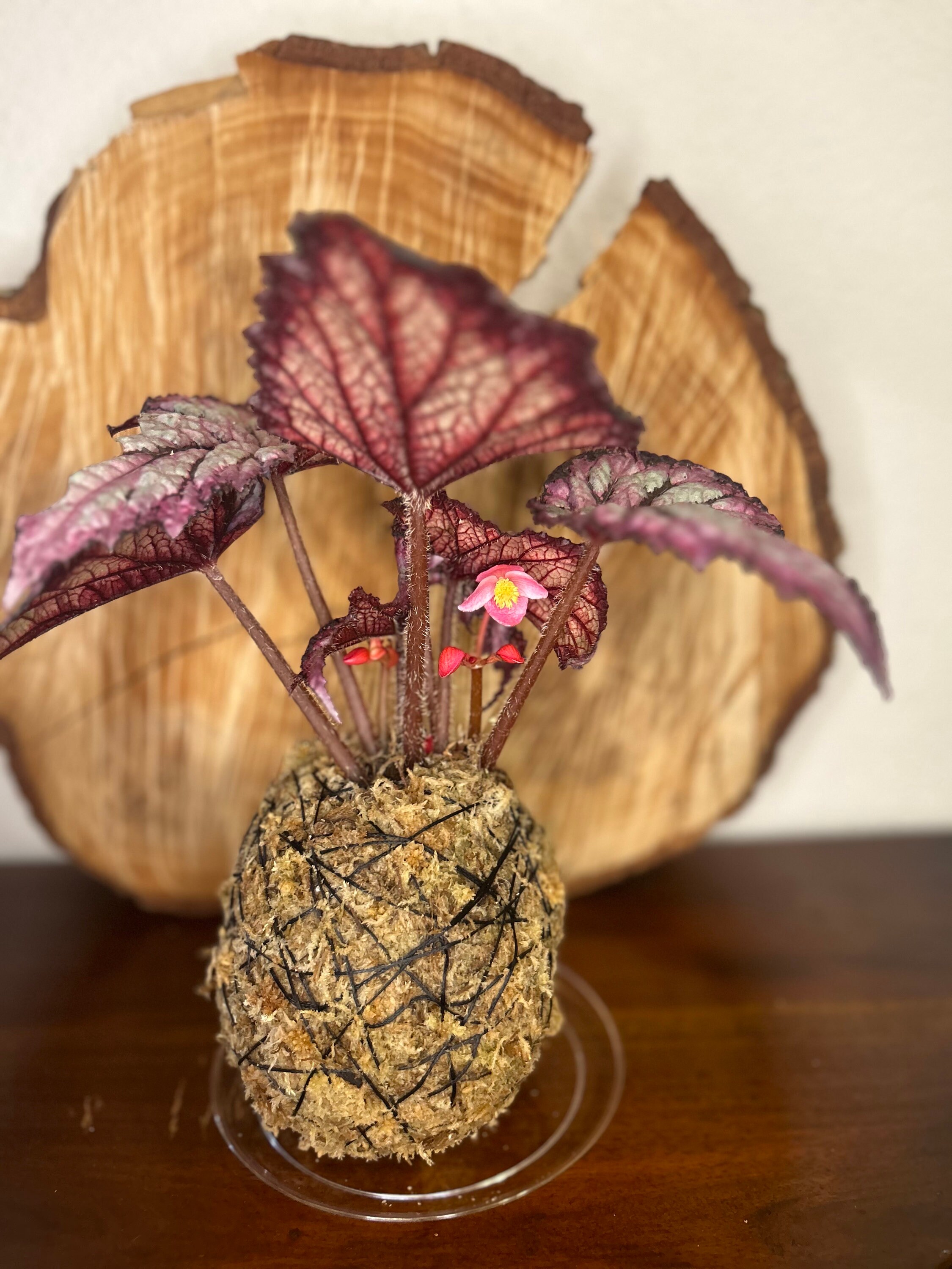 Begonia Rex Purple Kokedama Moss Ball - Etsy