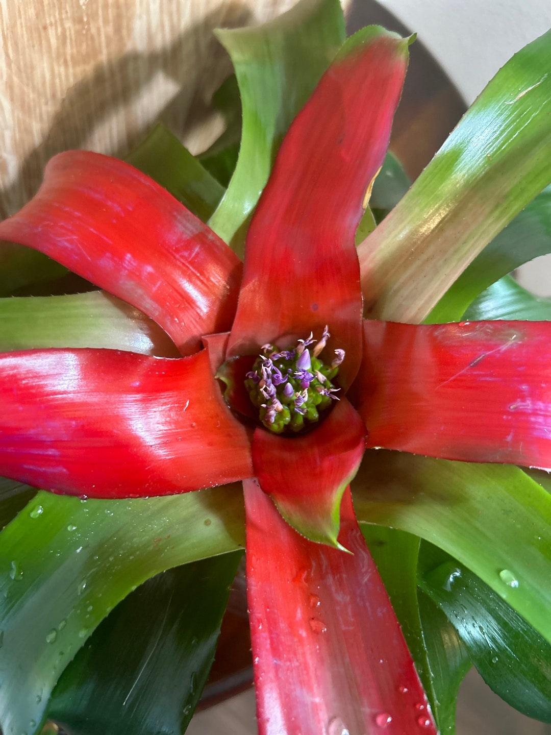 Blushing Bromeliad Kokedama Moss Ball - Etsy