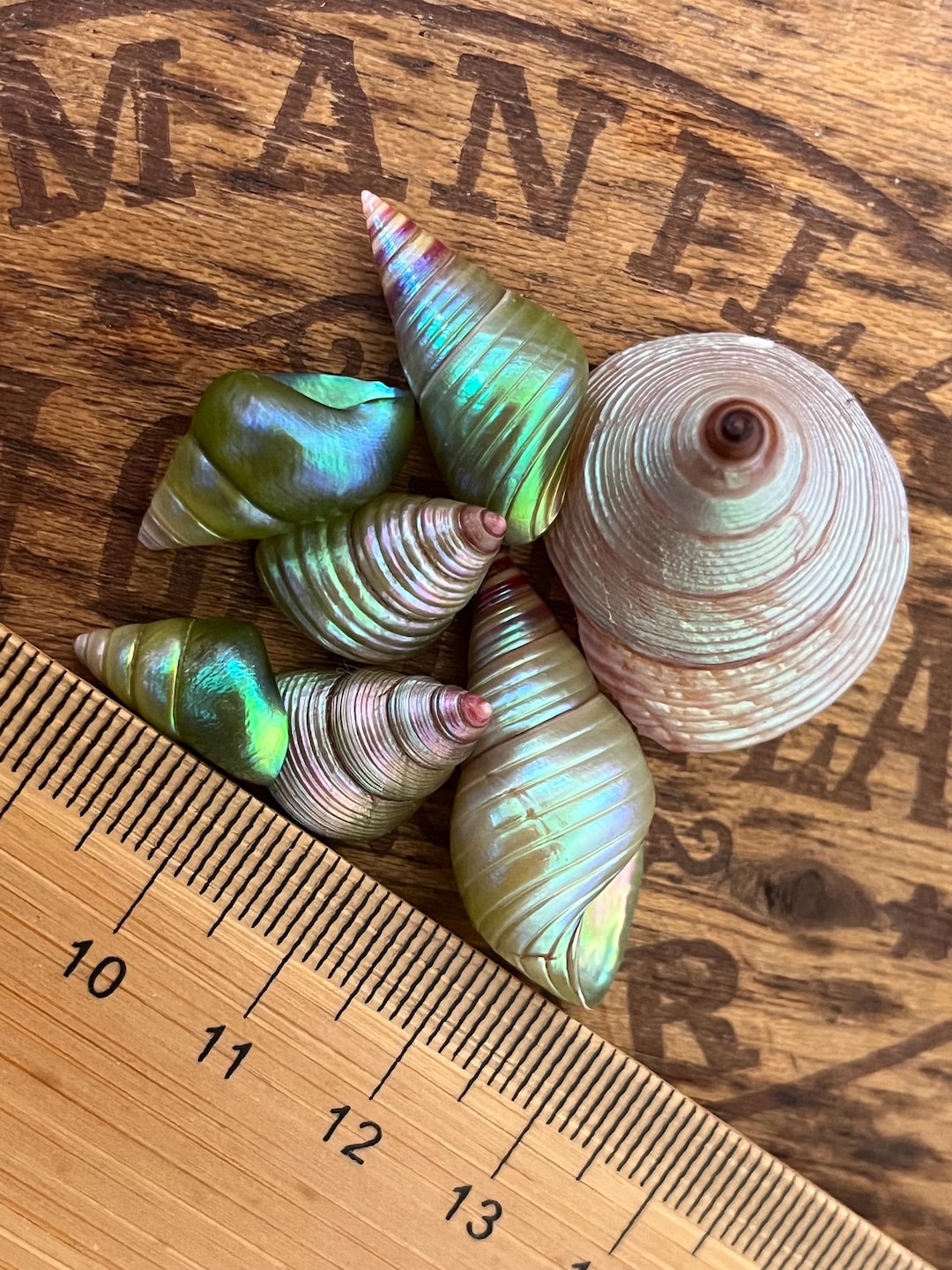 Rainbow Kelp Shells, Mauve Kelp Shells, King and Queen Maireeners Shells AAA+ Rare Seashell ...