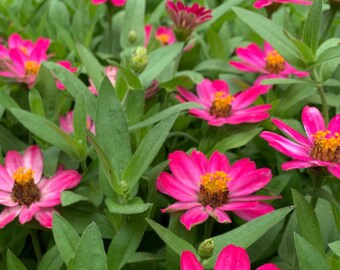 Compact Zinnia Haageana Aztec Sunset Flower Seeds 100 Seeds - Etsy