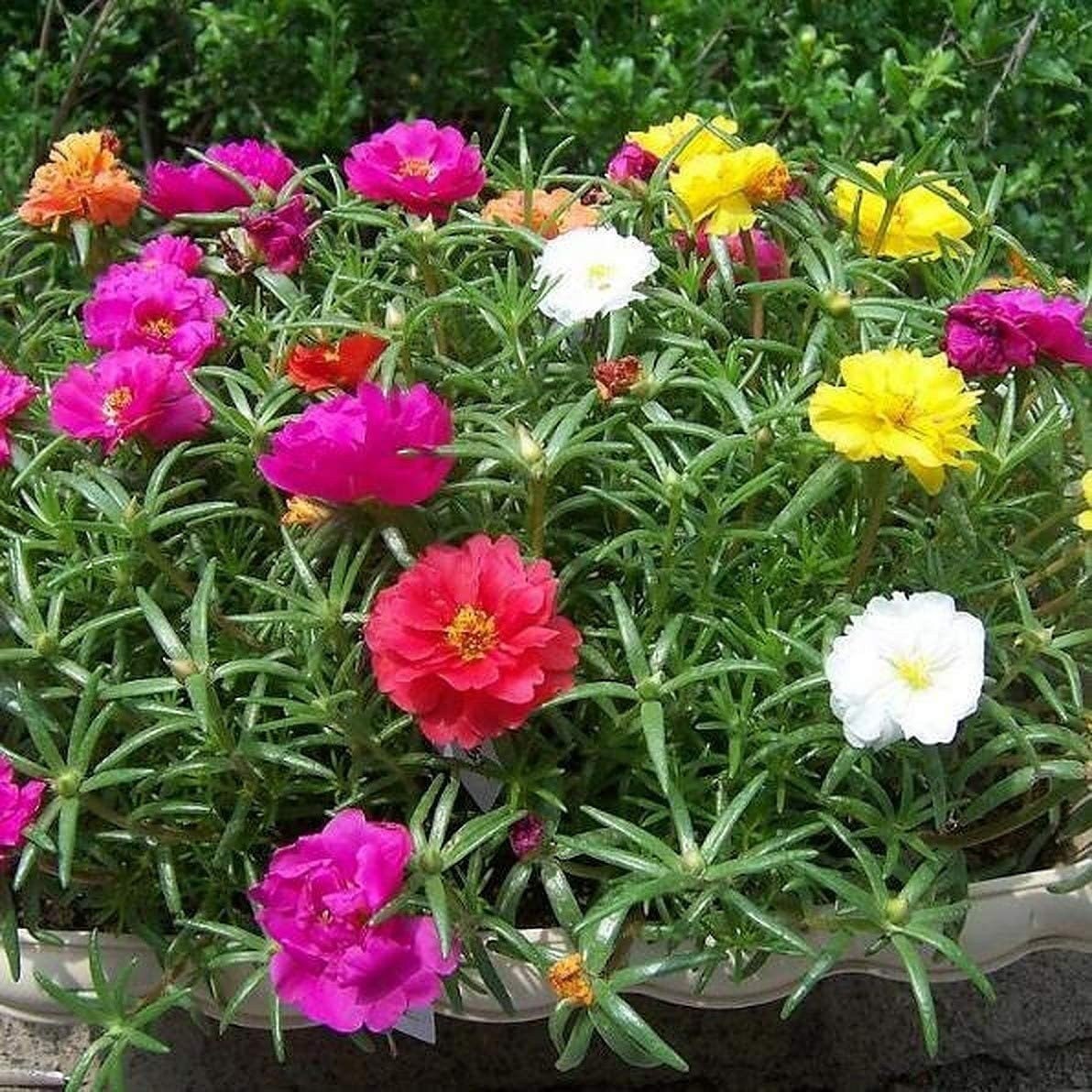 AXPO ~SUNDIAL MIX Portulaca~Seed!!~~Rock Garden Beauties! Gardening ...