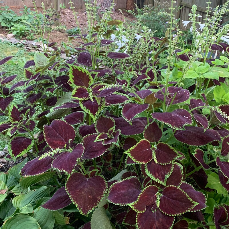 Coleus - Etsy