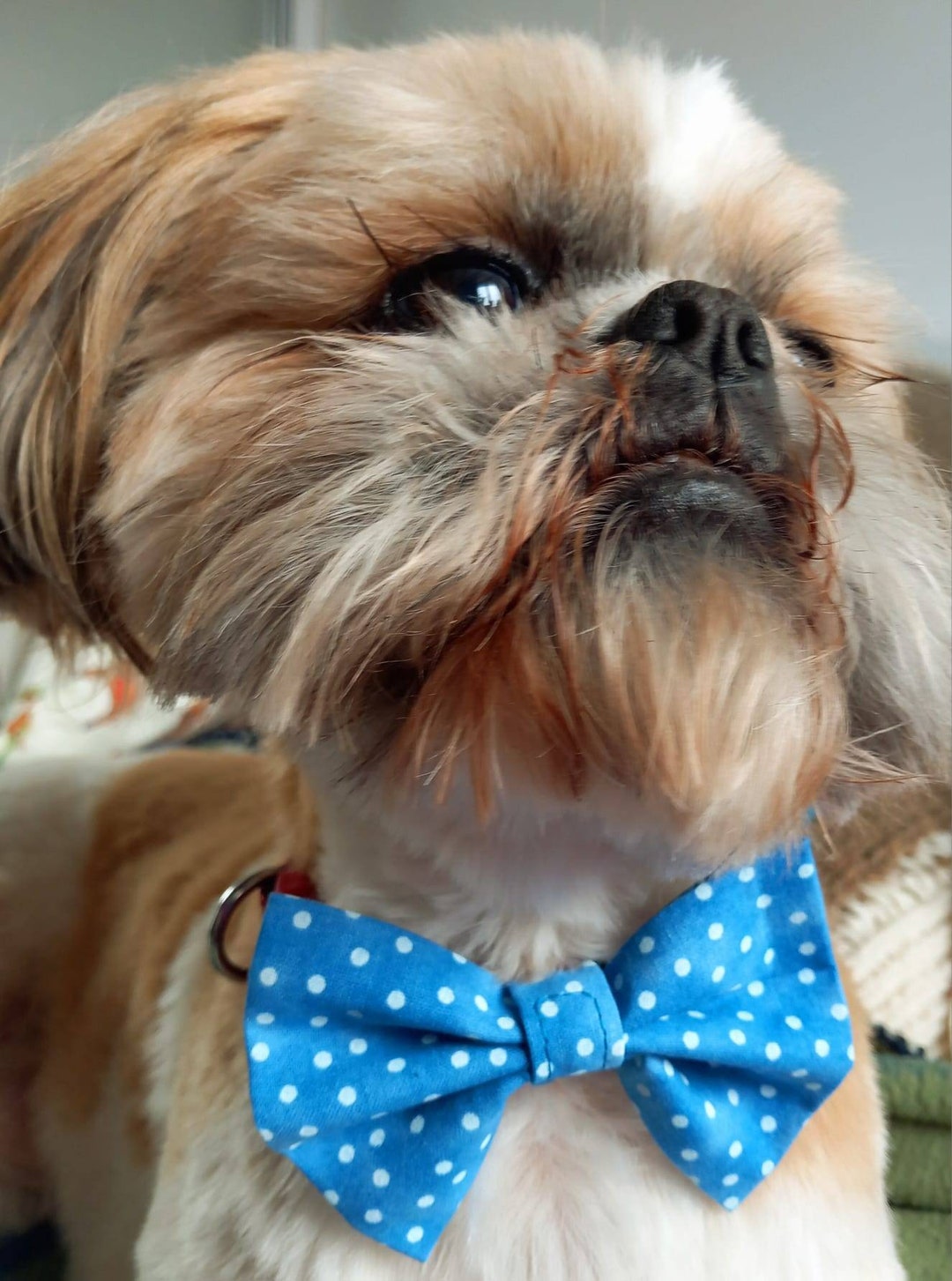 Dog Bow Tie. Polka-dot on Blue Design. 10cm X 6cm - Etsy