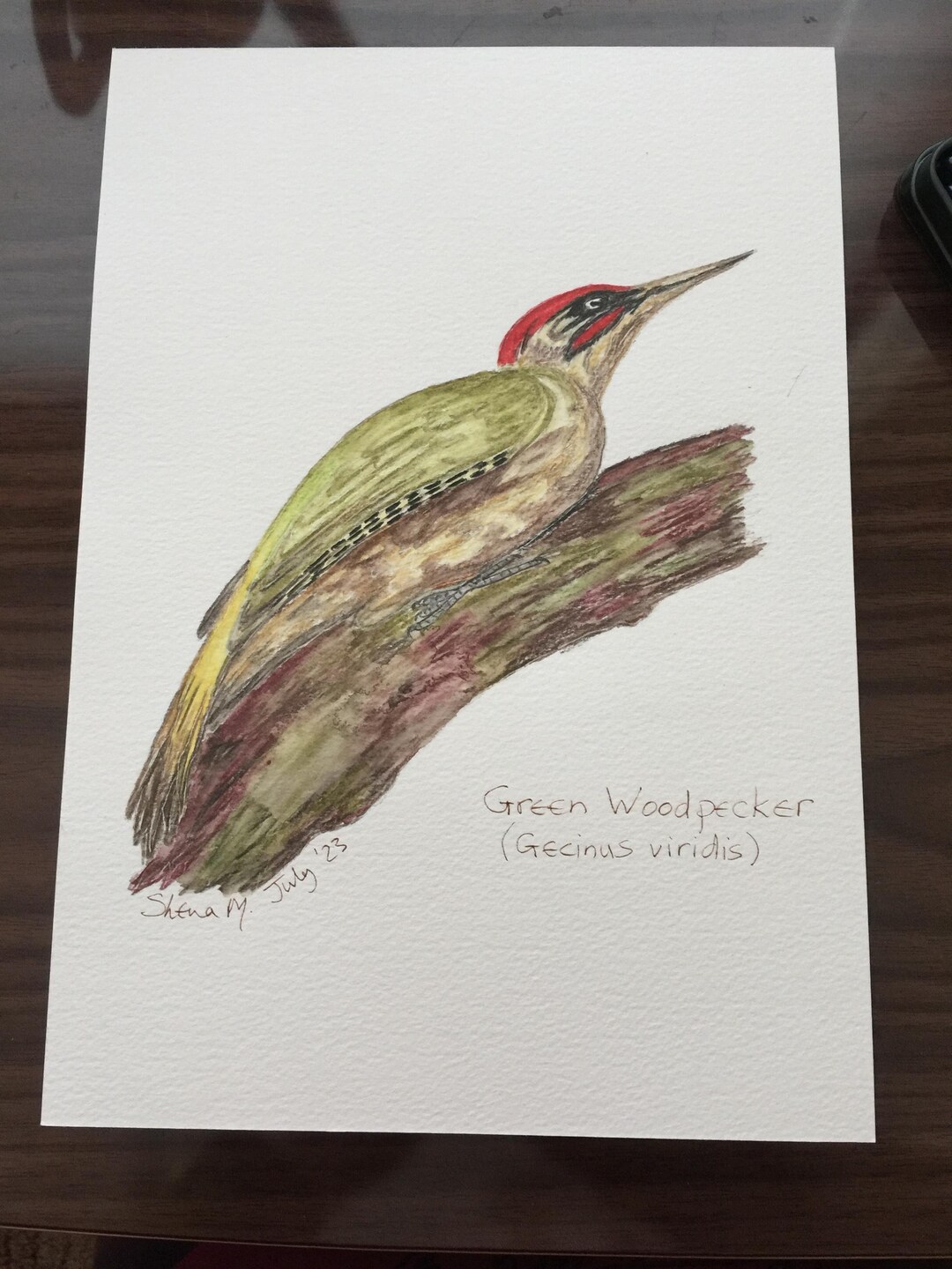 ORIGINAL WATERCOLOUR "green Woodpecker" - Lightfast Colour - A4 Size ...