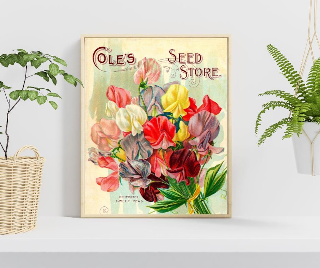 Vintage Sweet Pea Seed Packet • Cole Seed Store • Cottagecore Garden ...