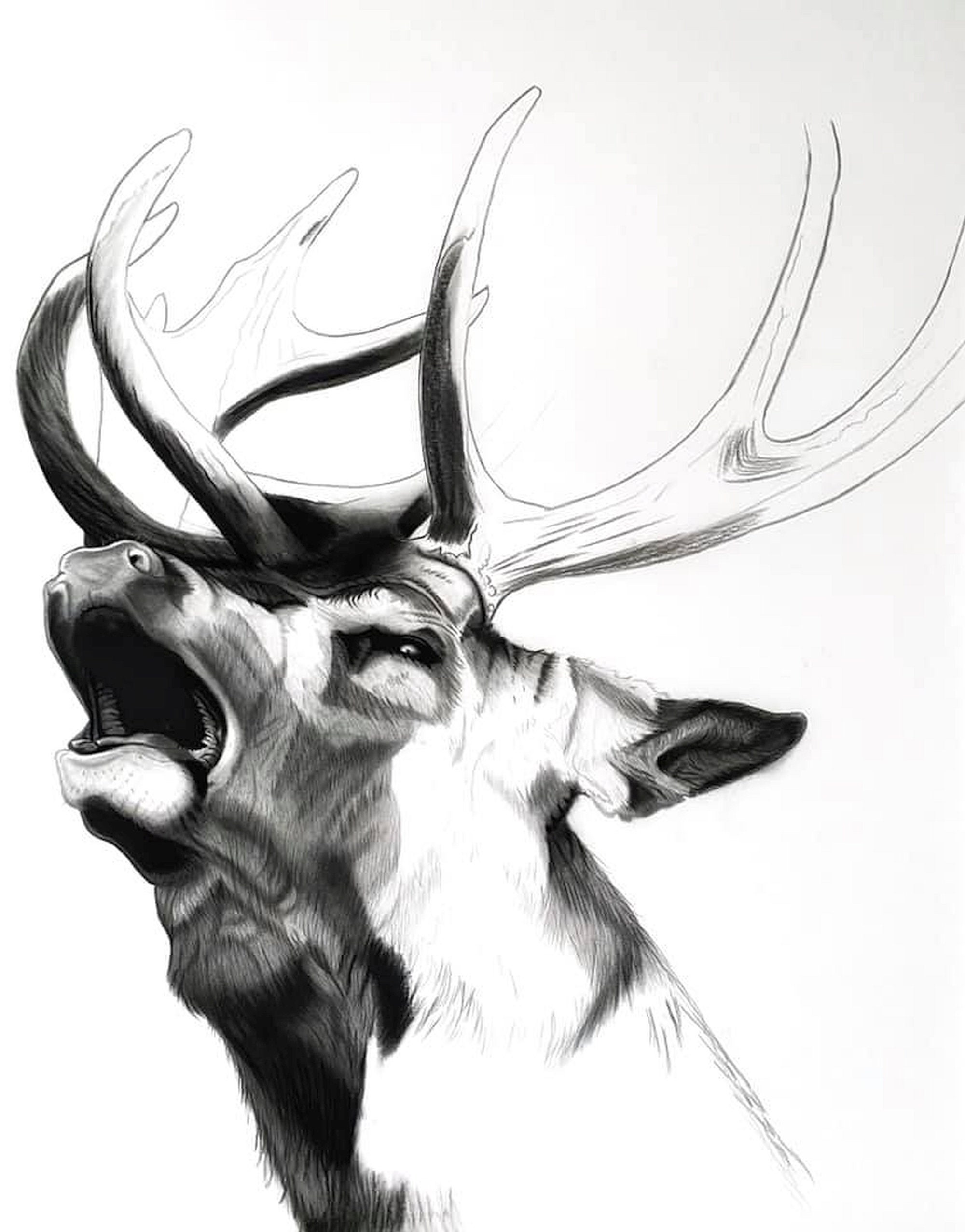 Stag Drawing, Stag Artwork, Deer Artwork, Stag Print, Deer Print ...