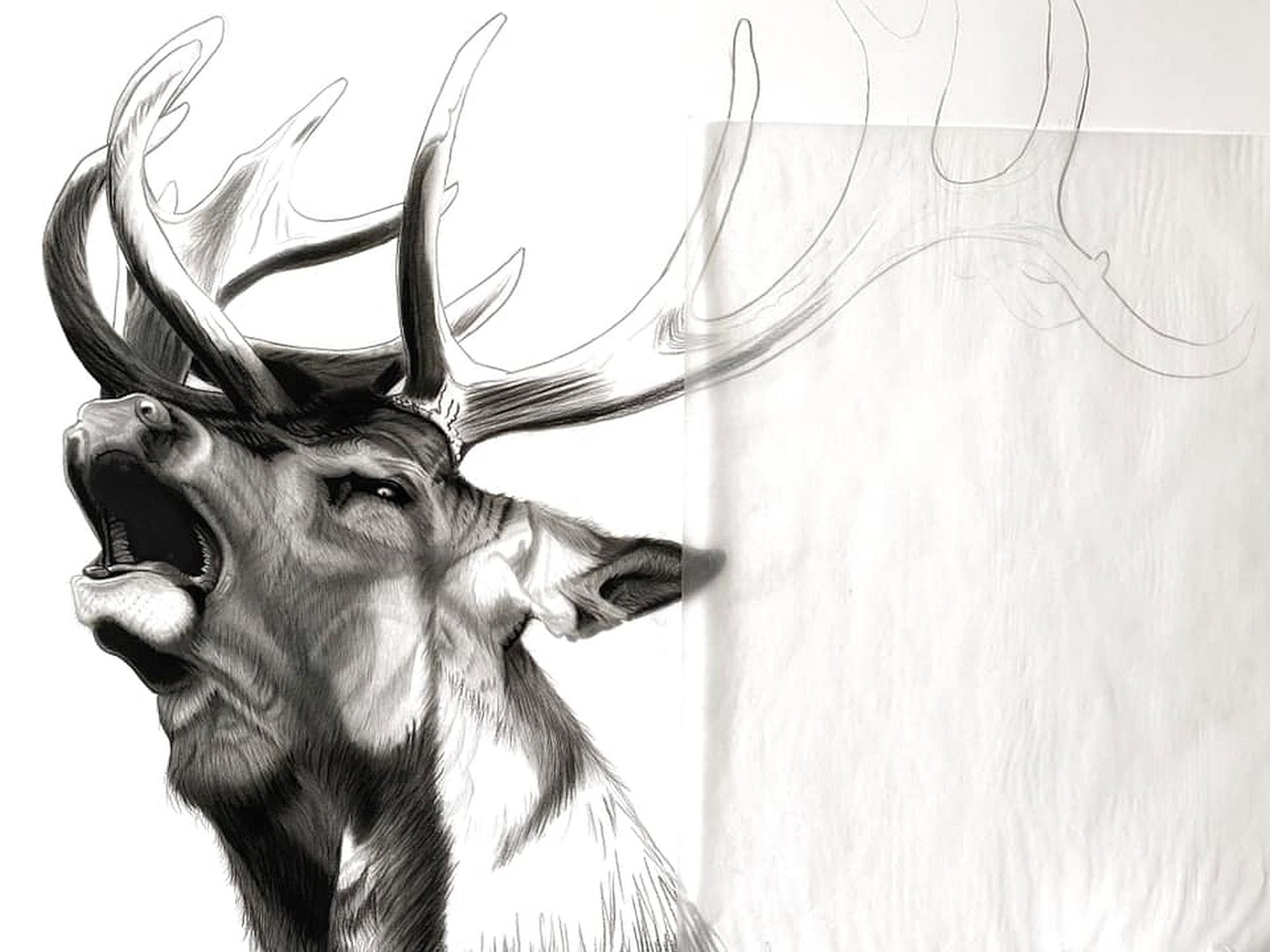 Stag Drawing, Stag Artwork, Deer Artwork, Stag Print, Deer Print ...