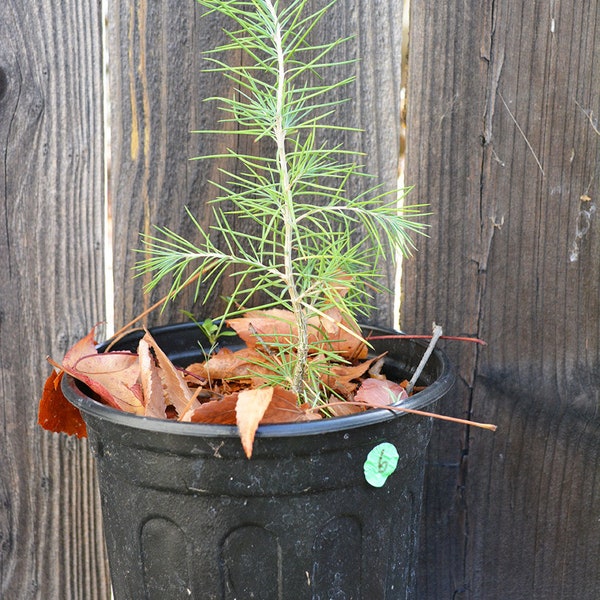 Sapling - Etsy