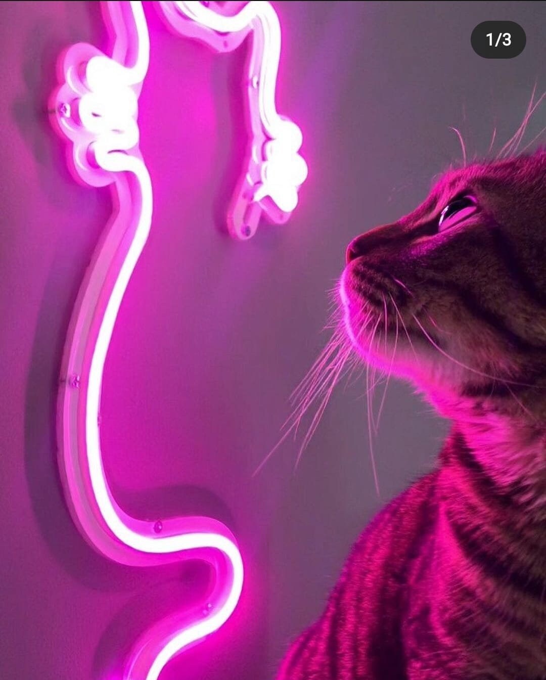 Cat Neon Led Sign , Cat Neon Light , Cat Wall Art , Cat Gift for Cat ...