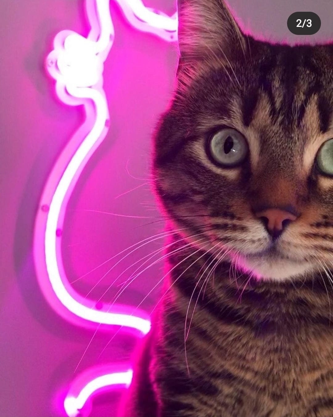 Cat Neon Led Sign , Cat Neon Light , Cat Wall Art , Cat Gift for Cat ...