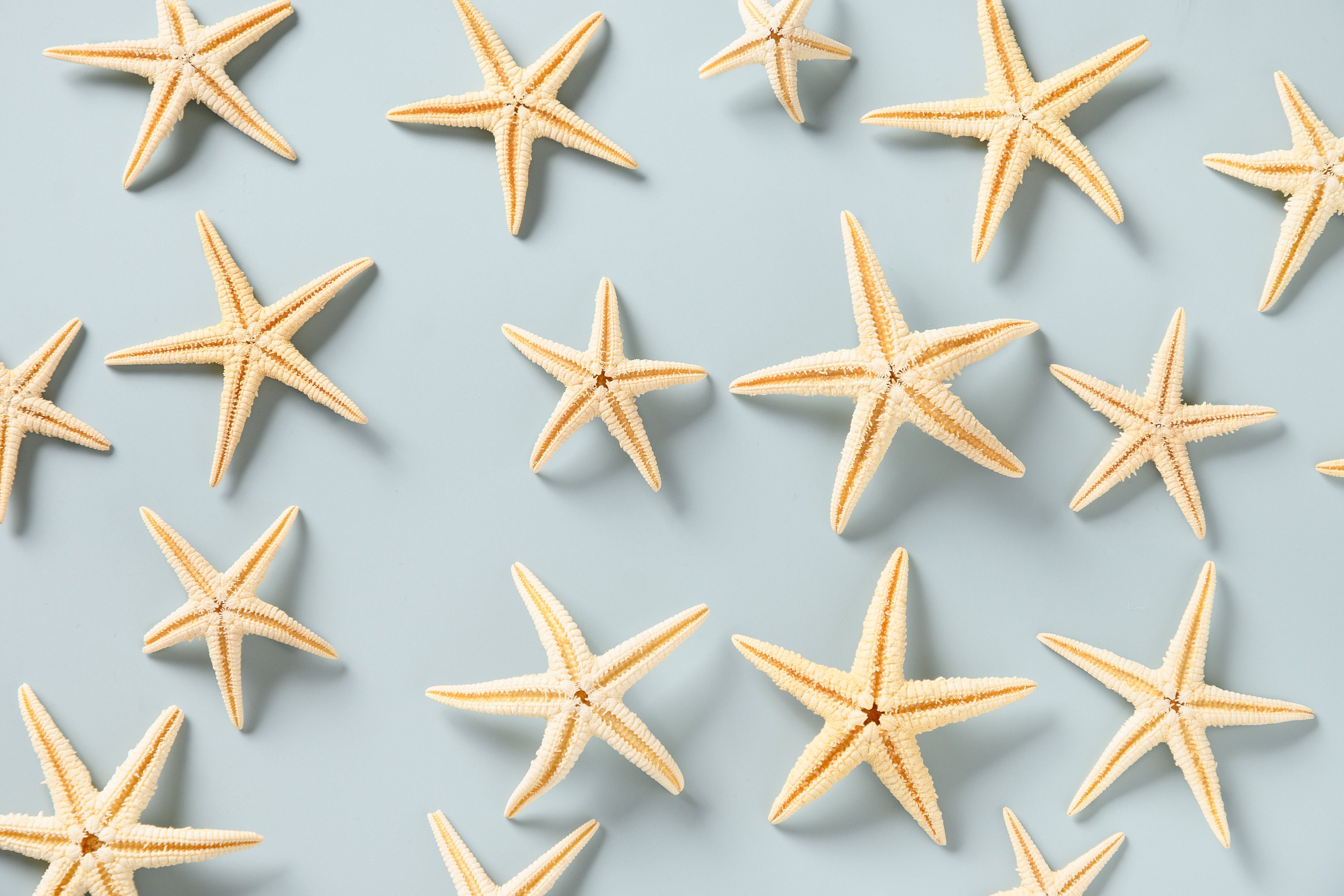 Tiny Starfish 1/4"-3/4" Star Fish, Beach and Wedding Favors, Wedding ...