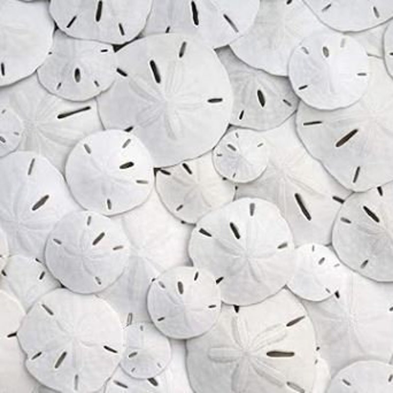 Bulk Sand Dollars - Etsy