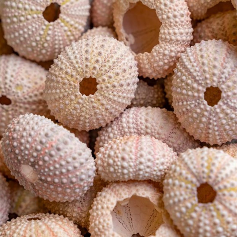 Pink Sea Urchin Set of 10-beach Wedding Decor, Sea Shells Bulk, Sea ...