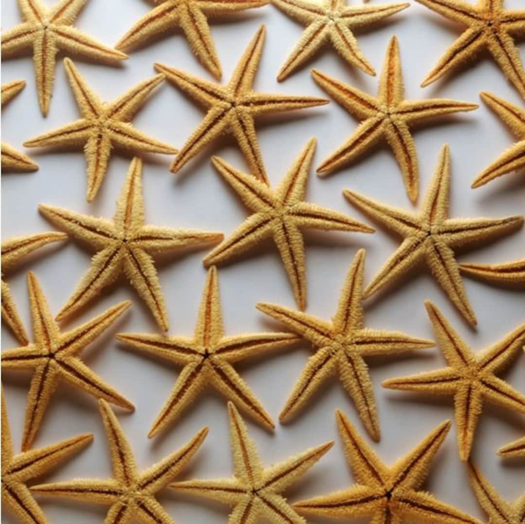 Tiny Starfish 1/4"-3/4" Star Fish, Beach and Wedding Favors, Wedding ...