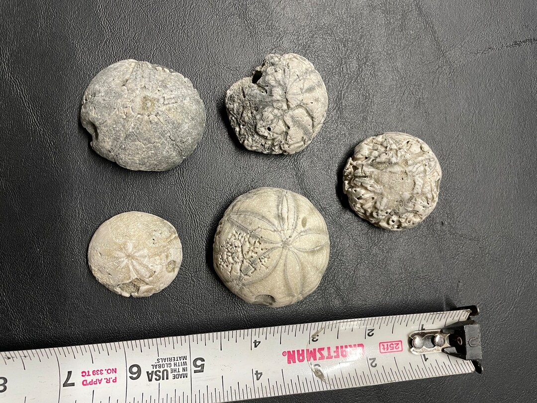 Five Fossilized Sea Biscuits. Holden Beach, SC - Etsy