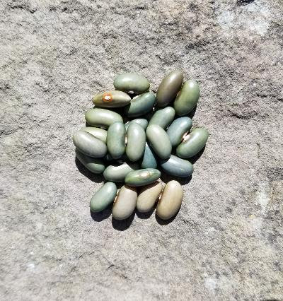 Mbombo Pole Bean - Etsy