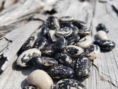 Haudenosaunee Skunk Bean - Etsy