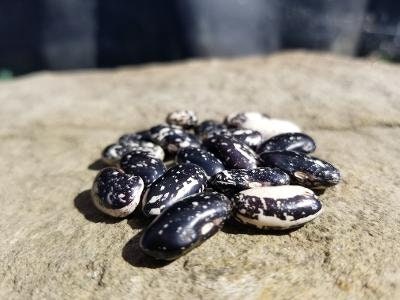 Haudenosaunee Skunk Bean - Etsy