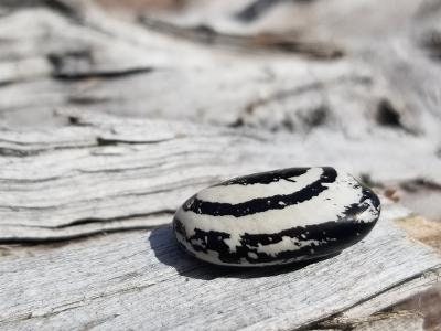 Haudenosaunee Skunk Bean - Etsy