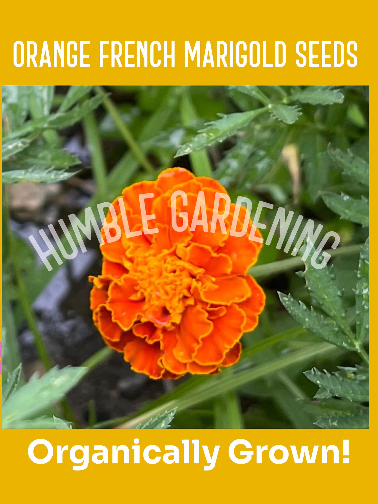 French Marigold Seedling