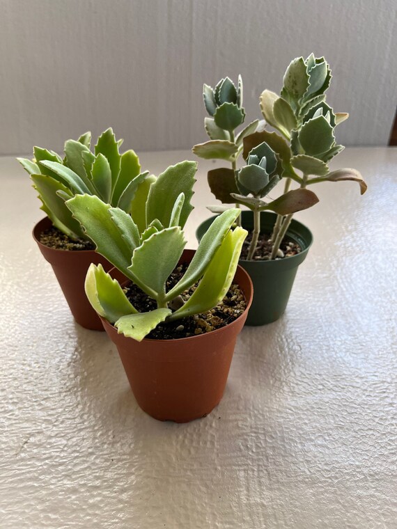 Succulent 3 inch pot Outdoor & Gardening Succulents & Cacti etna.com.pe