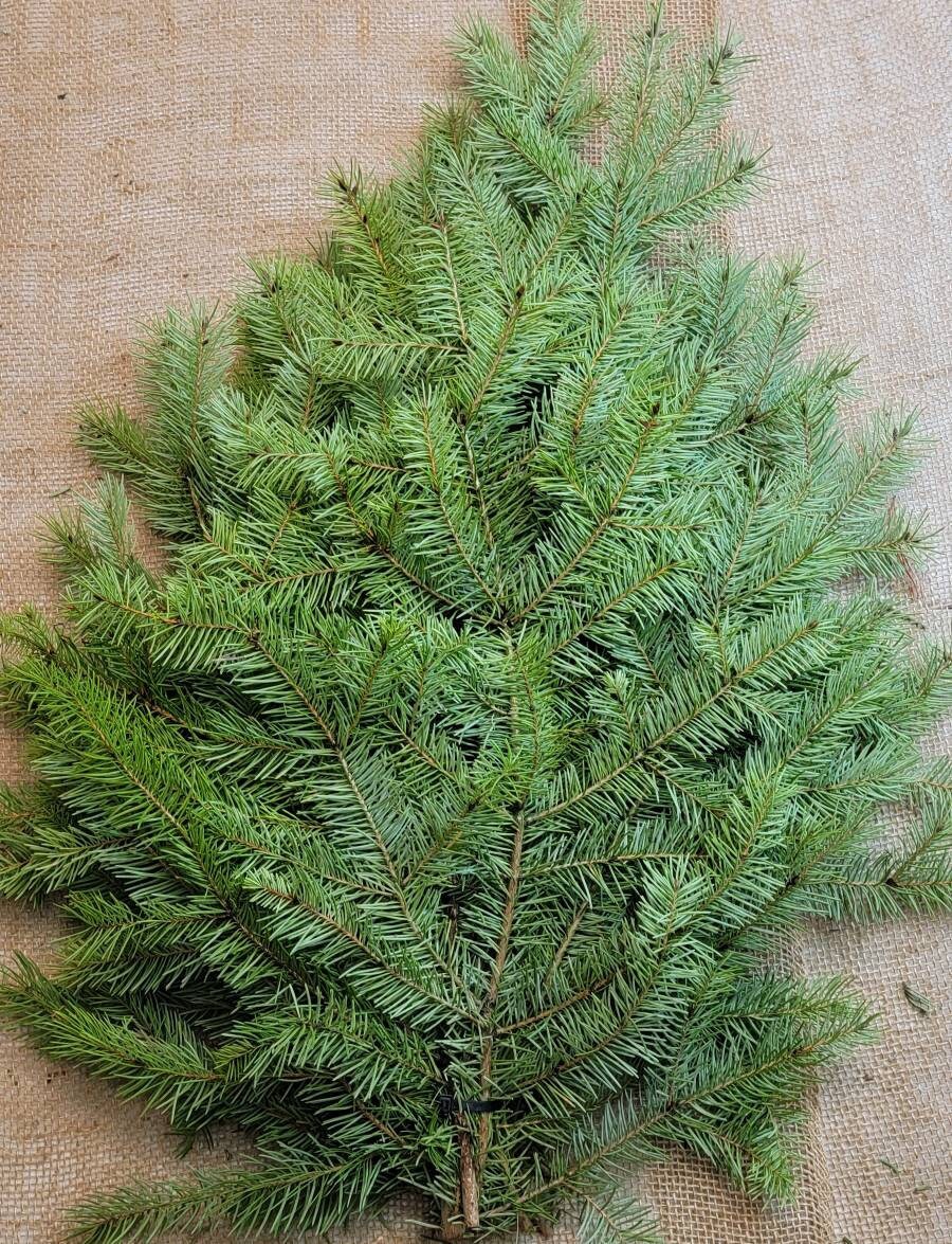 Fresh Douglas Fir Boughs fresh Greens Holiday Greens - Etsy