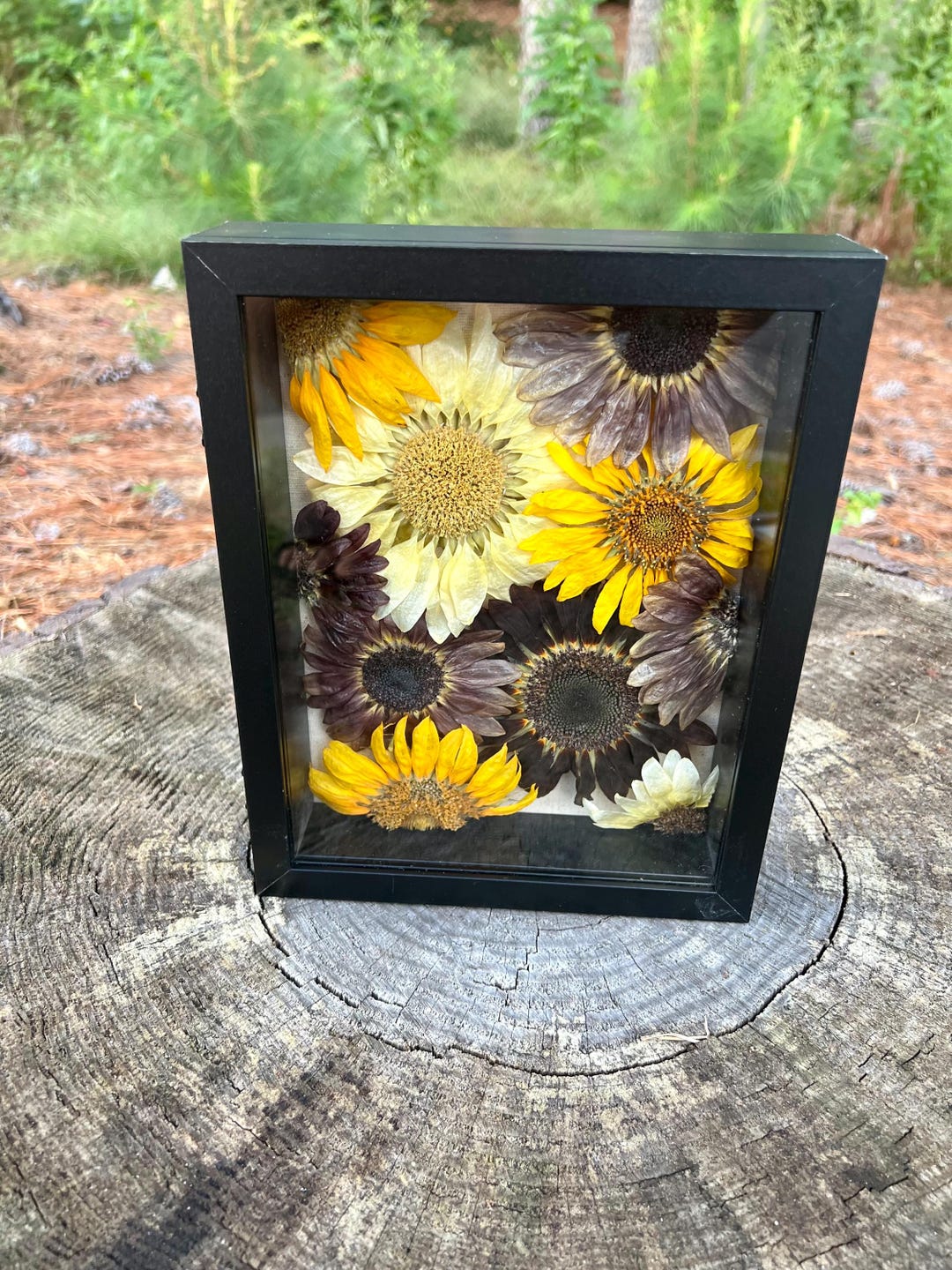 Preserved Sunflower Shadow Box: Real Pressed Flower Frame, 8x10 Wall ...