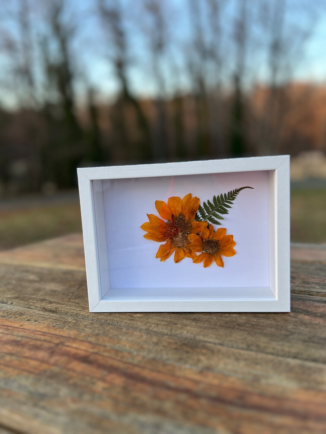 Real Sunflowers Preserved - Etsy